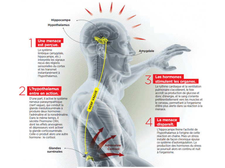 L’organisme et ses réactions face au stress - Karine Badie Sophrologie